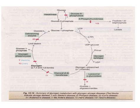 Glycogen Metabolism Pathway Pdf Endocrine And Metabolic Diseases