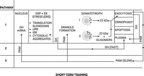Model Of Major Gh Processing Pathways In Pituitary Somatotrophs Of Download Scientific Diagram