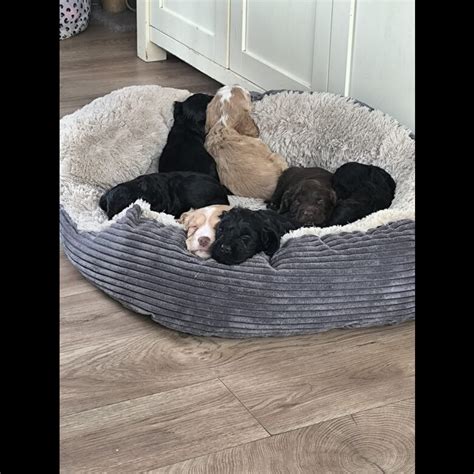 Cockapoo Sale Axbridge Somerset Beautiful Cockapoo Pups