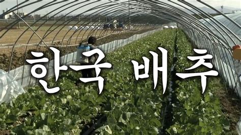 K Grown 배추 재배과정 🥬 L 파종부터 수확까지 Youtube