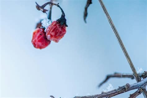 premium photo red fruit on twig in winter