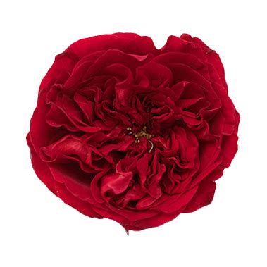 Flowers By Bauers And Greenhouses Fresh Cut Garden Rose Color Options