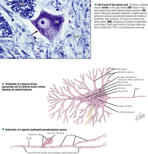 Pseudounipolar Neuron Histology