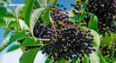 Sheniekimi Ge • შენიექიმი Ge როცა პატარა ვიყავი ჩემი უფროსი და ხშირად ცივდებოდა და