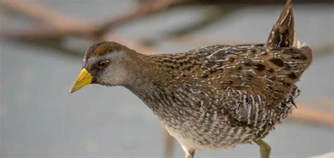 Sora Spiritual Meaning Symbolism And Totem Explained 2025