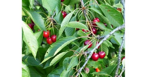 Пензиране на овошките Български Фермер