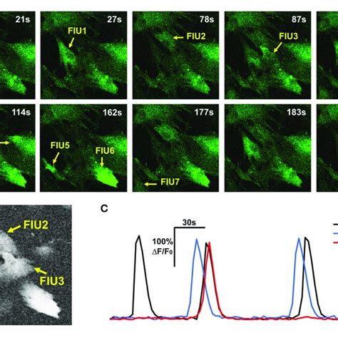 Properties Of Astrocyte Time Lapse Ca 2 Imaging Data That Served As Download Scientific