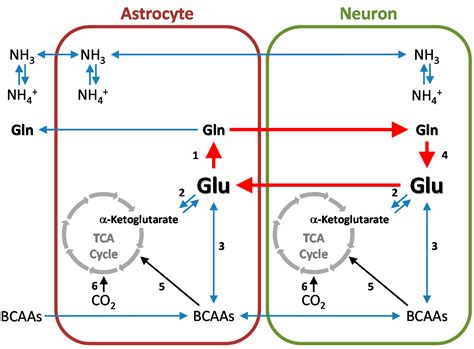 Central Role Of Glutamate Metabolism In The Maintenance Of Nitrogen