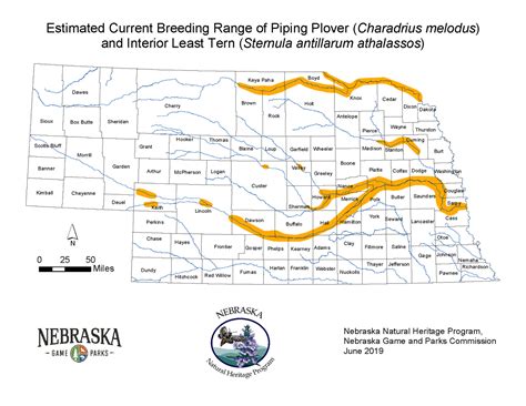 Interior Least Tern Nebraska Game And Parks Commission