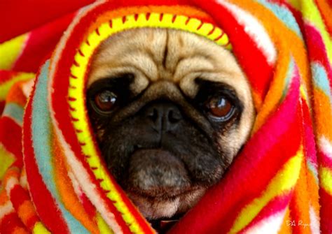 Pugelicious Pug In A Rug