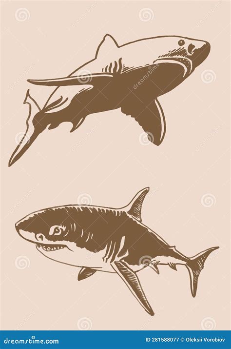 Graphical Vintage Set Of Sharks Great White Sharks Vector