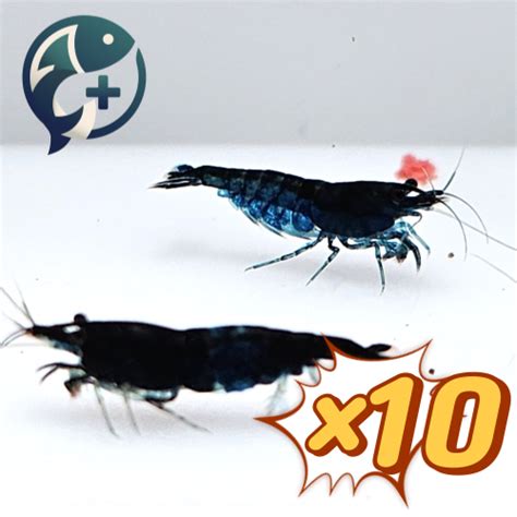 묶음 특가 블루벨벳 새우 15~2cm 10마리 메디피쉬 아쿠아리움 수산질병관리사가 운영하는 수족관