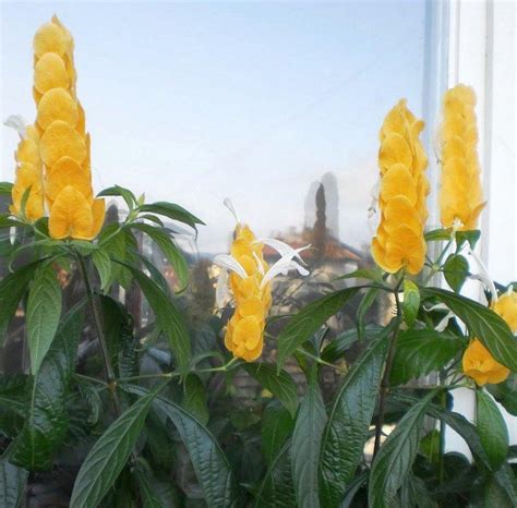 Продаю укоренённые черенки жёлтого пахистахиса купить в Колпино цена 250 руб дата