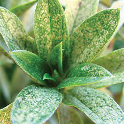 Searles Control Azalea Lace Bug Treatment