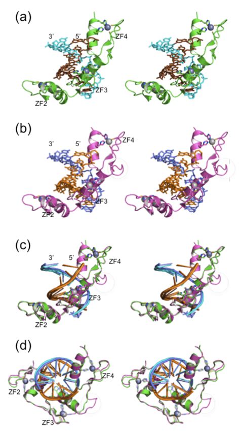 Stereo View Of The Individual Structures And Superposition Of The Two