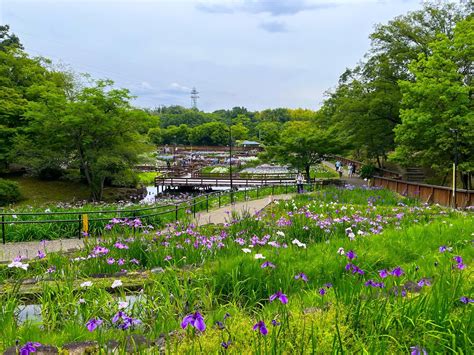 山田池公園の花菖蒲の見頃まとめ 見頃MAP