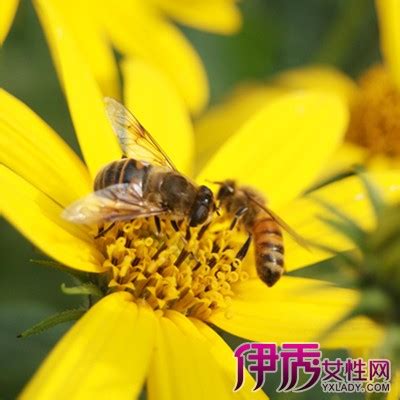 蜜蜂的屎是蜂蜜吗 蜂蜜是蜜蜂的屎吗