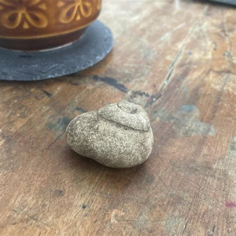 Is This A Snail Fossil Found In Garden Gravel Rfossils
