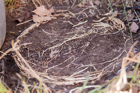 Tree Roots In A Circular Shape That Have Taken Root In The Soil Around Stock Photo Adobe Stock
