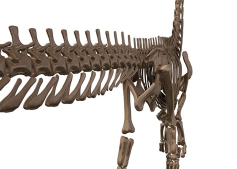 💀 Argentinosaurus Complete Skeleton・ Stl File For 3d Printing・cults