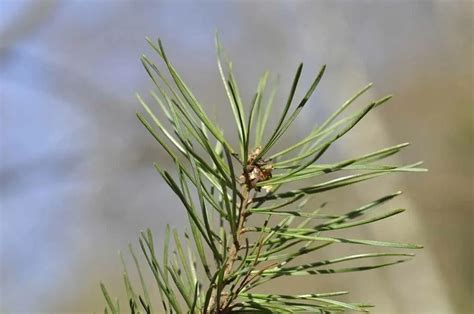 How To Identify Scots Pine Trees A Comprehensive Guide