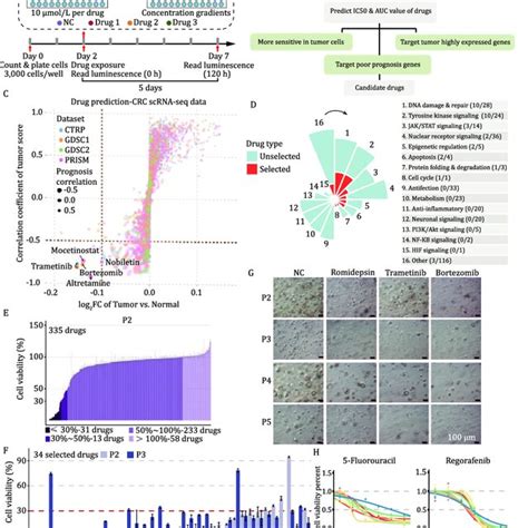 Drug Prediction And Organoid Based Drug Screening A Schematic