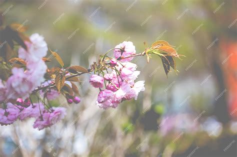 Premium Photo Pictures Of Sakura Moving By The Wind
