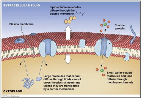 Diffusion Through Cell Membrane