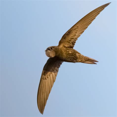 Common Swift Apus Apus Birdforum