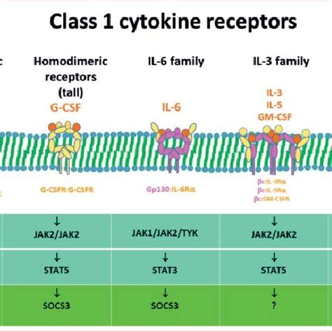 Cytokine Initiated Cell Signalling Via The Jak Stat Pathway Involved In Download Scientific