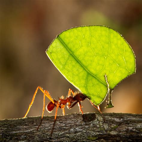 Leafcutter Ant Insect Fact Center Medium Leafcutter Ant Insect Fact Center Medium