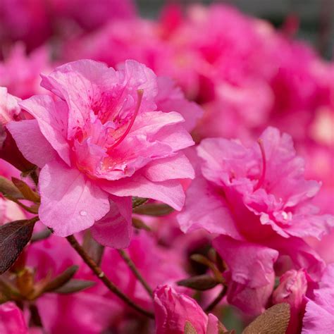 Azalea Bushes And Shrubs For Sale