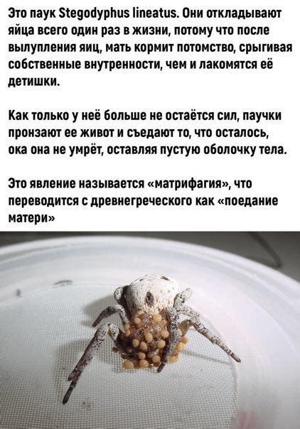 А ведь у либерадриллов есть аналоги в дикой природе Запретные мудрости религии и МД и тд