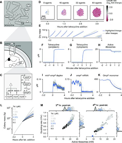 Spatio Temporal Dynamics Of Tetracycline Action On E Coli Colonies Download Scientific