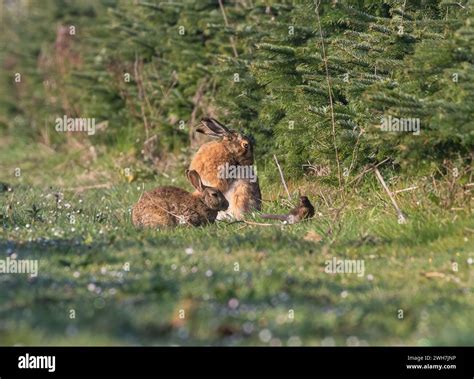 Rabbit And Hare Comparison Hi Res Stock Photography And Images Alamy