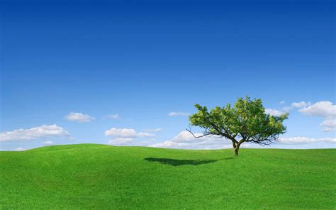 🔥 Download Nature Wallpaper Lovely Green Grass By Jduncan97 Grass