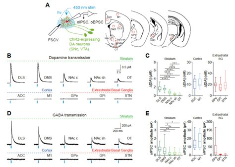 도파민 시냅스 새로운 특성 발견 뇌질환 치료의 초석 다진다 약품신문