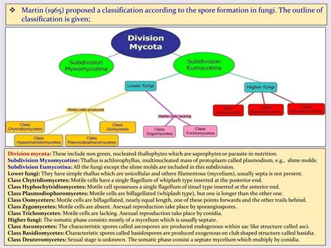 Classification Of Fungi Docx
