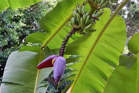 Blue Java Banana Cultivation Insights South Elmonte Hydroponics