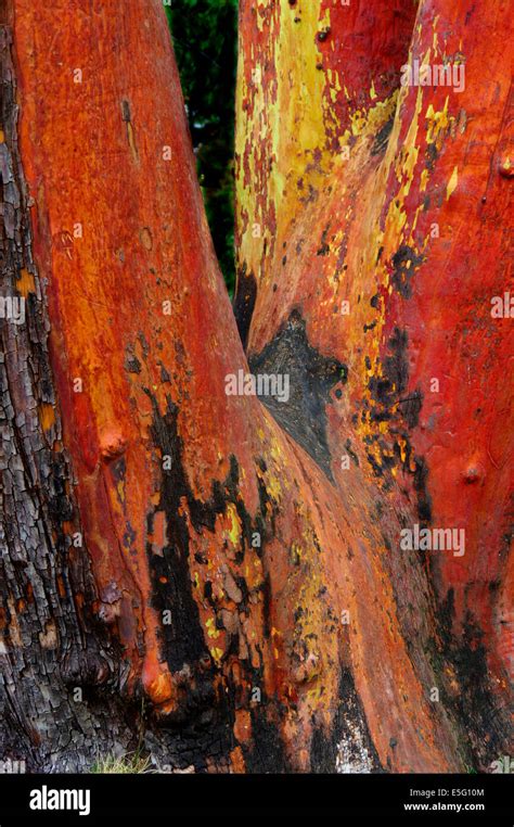 Red Bark Tree Hi Res Stock Photography And Images Alamy
