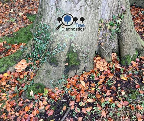 Natureartistry Hiddenfungi Treediagnostics Autumnmagic Tree Diagnostics Barnes