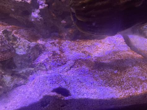 Dino Id W Microscope Reef2reef Dino Id W Microscope Reef2reef