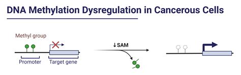 Dna Methylation Aat Bioquest