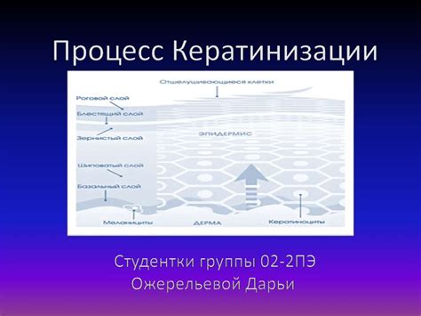 Процесс Кератинизации. Морфология процесса кератинизации - презентация ...