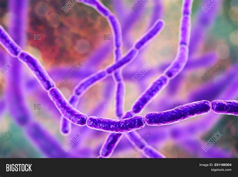 Streptobacillus Image And Photo Free Trial Bigstock