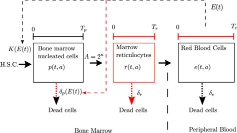 Erythropoiesis Model Improved Main Modifications Of The Last Model Are