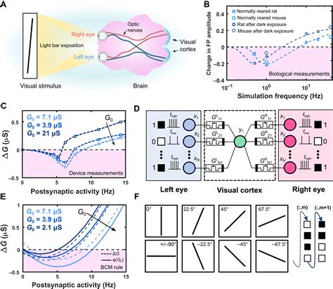Ionic Electronic Halide Perovskite Memdiodes Enabling Neuromorphic Computing With A Second Order