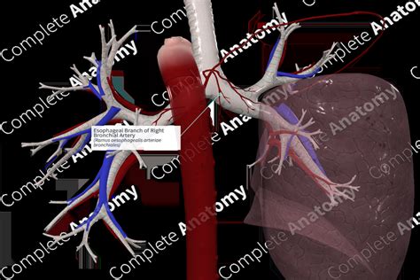 Esophageal Branch Of Right Bronchial Artery Complete Anatomy