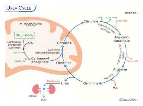 Urea Cycle Location Steps And Diagram