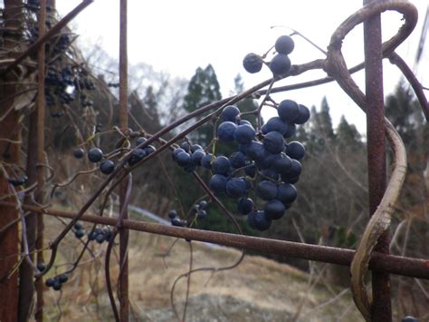 アオツヅラフジの実 ハチ北観光協会兵庫県香美町